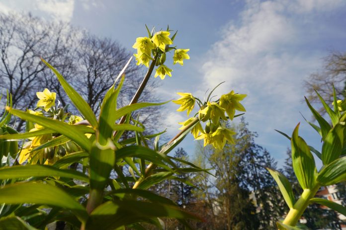 Grădina Botanică Grădina Botanică