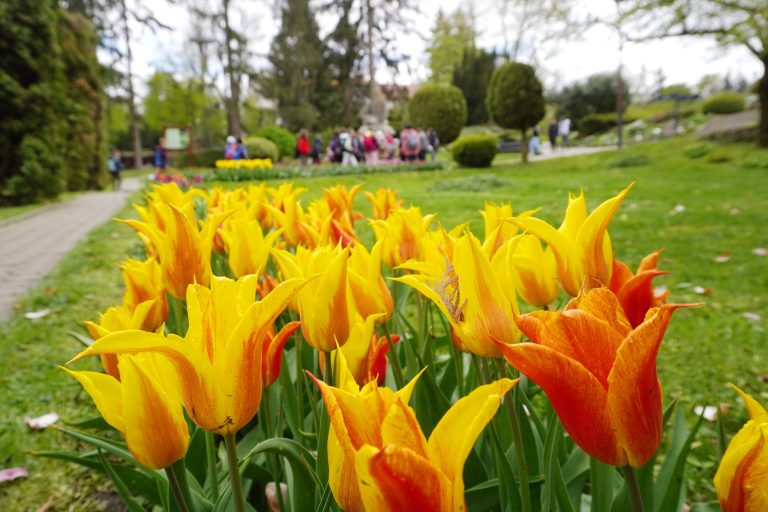 Grădina Botanică Grădina Botanică
