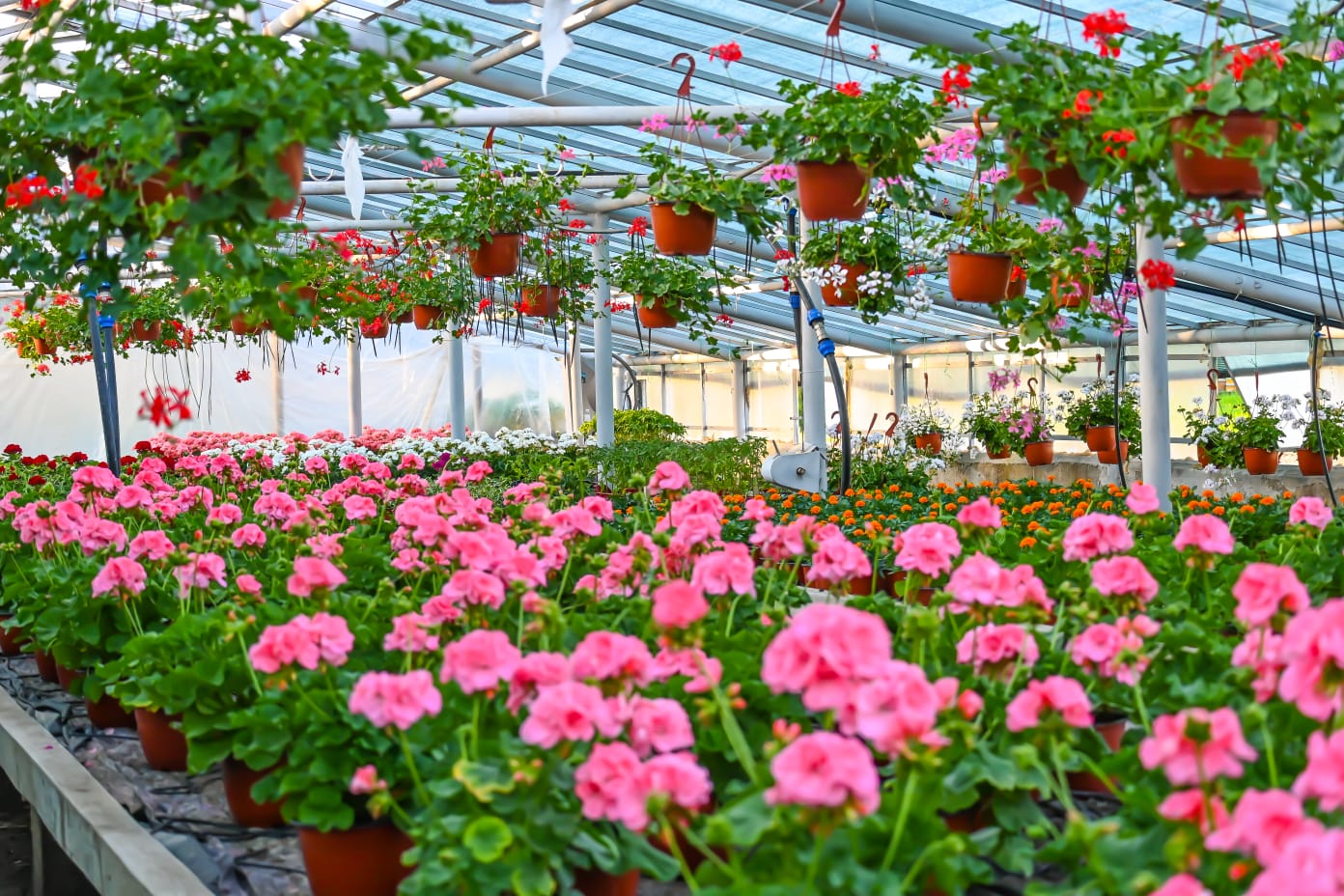 Universitatea de Ştiinţe Agricole şi Medicină Veterinară (USAMV Cluj ...