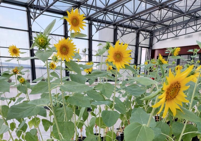 Universitatea de Ştiinţe Agricole şi Medicină Veterinară (USAMV Cluj ...